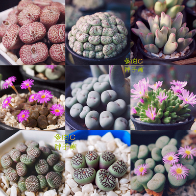 肉锥种子多肉进口灯泡毛汉尼勋章安珍番杏科Conophytum混合