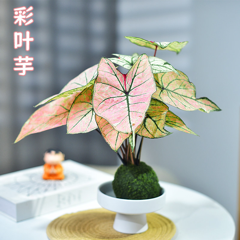 彩叶芋盆栽苔玉球室内好养绿植小仙女植物办公客厅网红观叶盆景