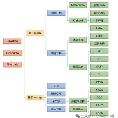 宏基因组数据分析/物种注释/组装拼接/基因预测/binning分箱/MAGs