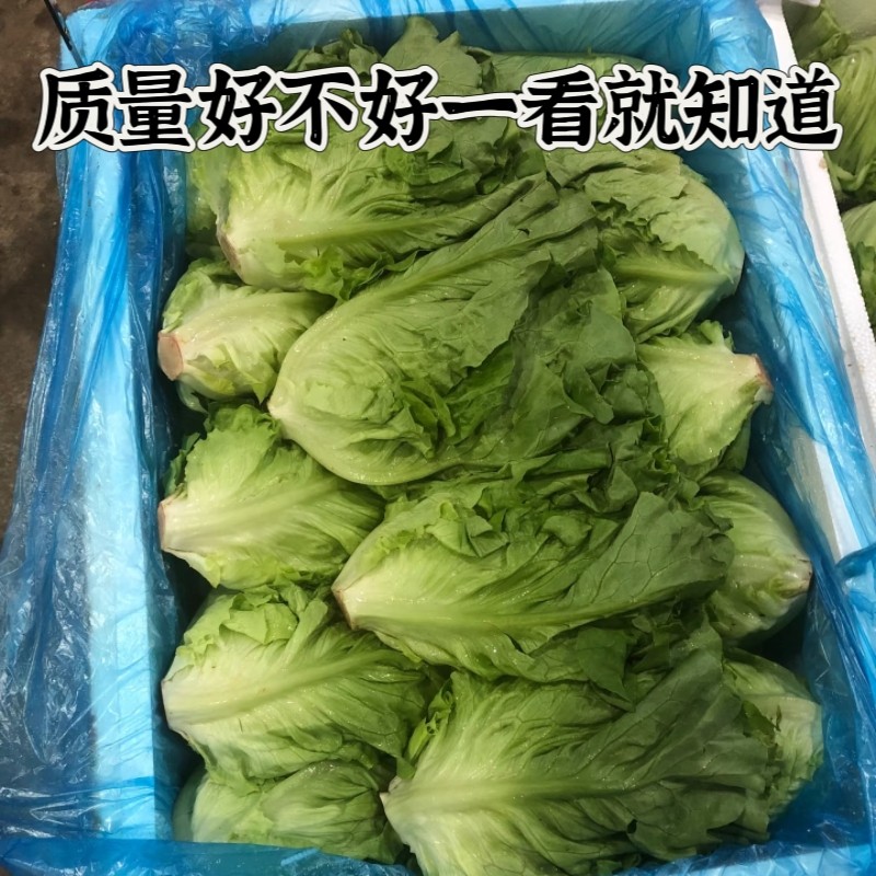 鲜新鲜意大利生菜沙拉蔬菜叶质脆嫩口感西餐沙拉蔬菜4斤优选生菜