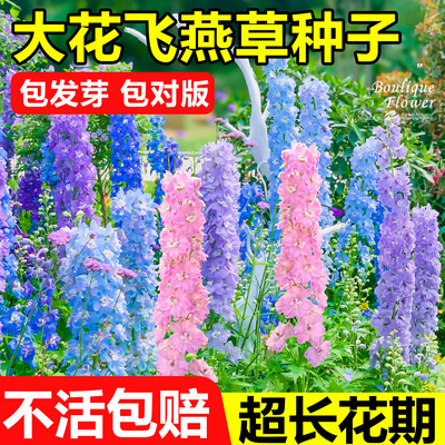 大花飞燕草种籽四季播种快速开花