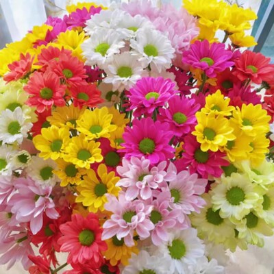 小雏菊种子四季播种开花易成活