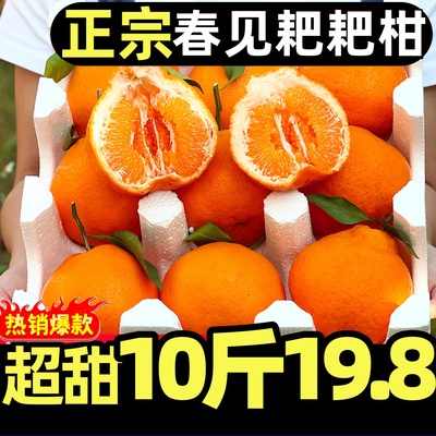 正宗四川眉山春见耙耙柑新鲜水果应季粑粑柑丑八怪橘子桔子现摘发