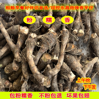 韶关乐昌炮弹芋头仔小香芋仔新鲜现挖蔬菜农家自种粉糯香甜槟榔芋