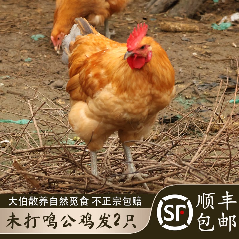 顺丰冷链包邮大伯农场正宗散养2026新公鸡童子鸡没打鸣发2只