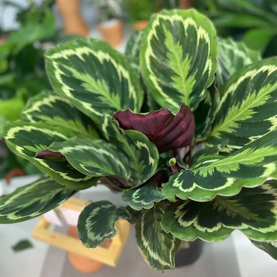 彩虹竹芋盆栽观叶类花卉室内客厅四季常青好养易活花苗耐阴大绿植