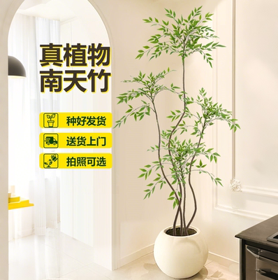 南天竹盆栽客厅真树室内植物