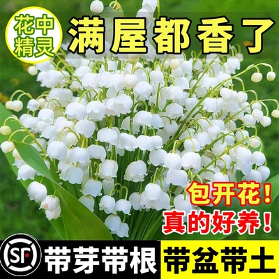 【浇水就活】治愈系铃兰花