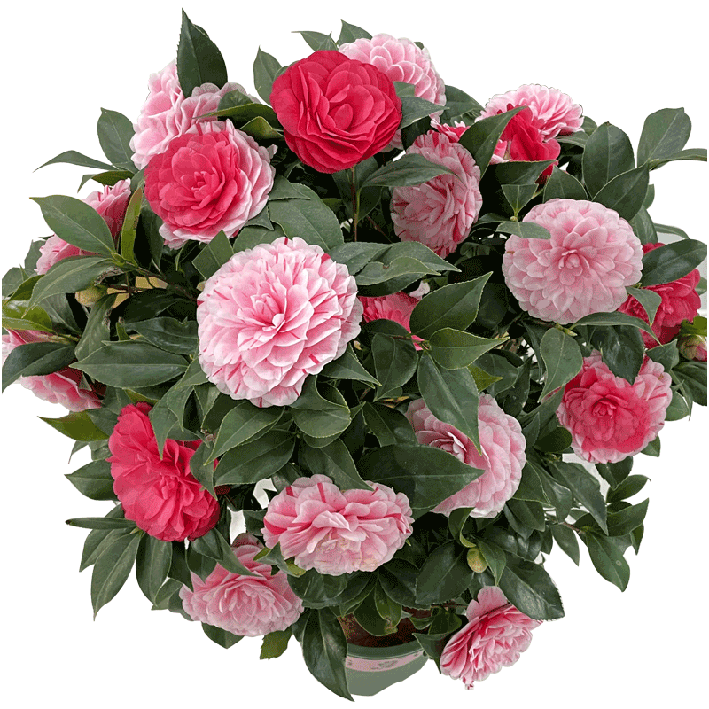 一花多色的茶花名贵品种山茶