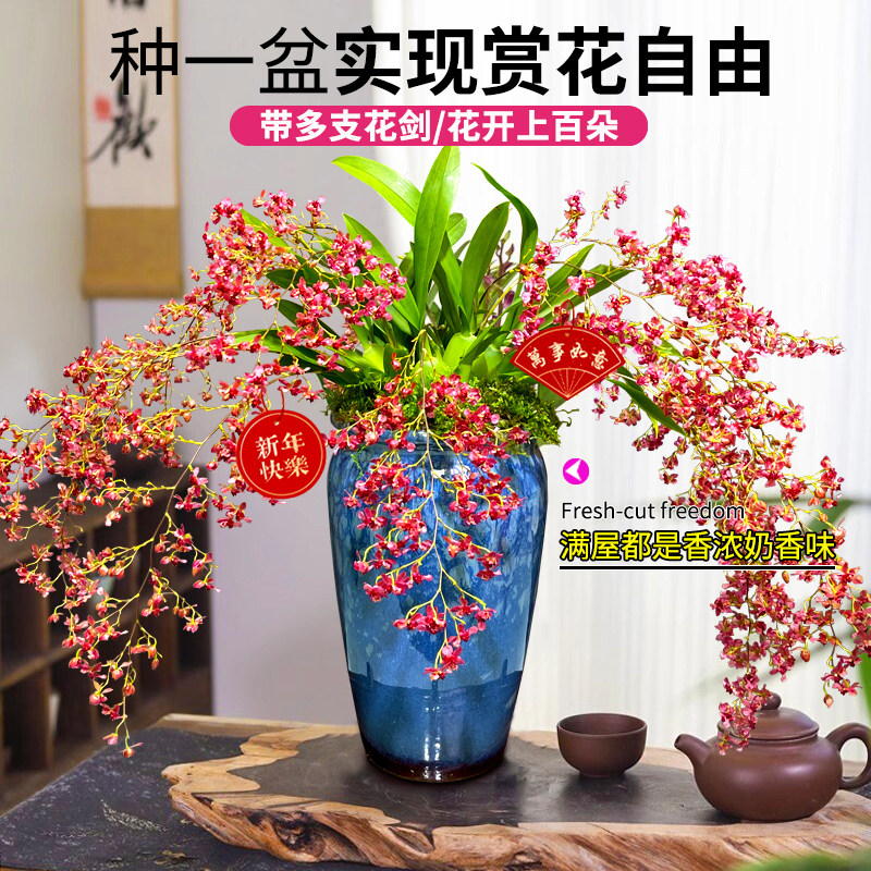 香水文心兰冬带超多花苞出售 梦香兰花苗浓香室内外花卉绿植盆栽