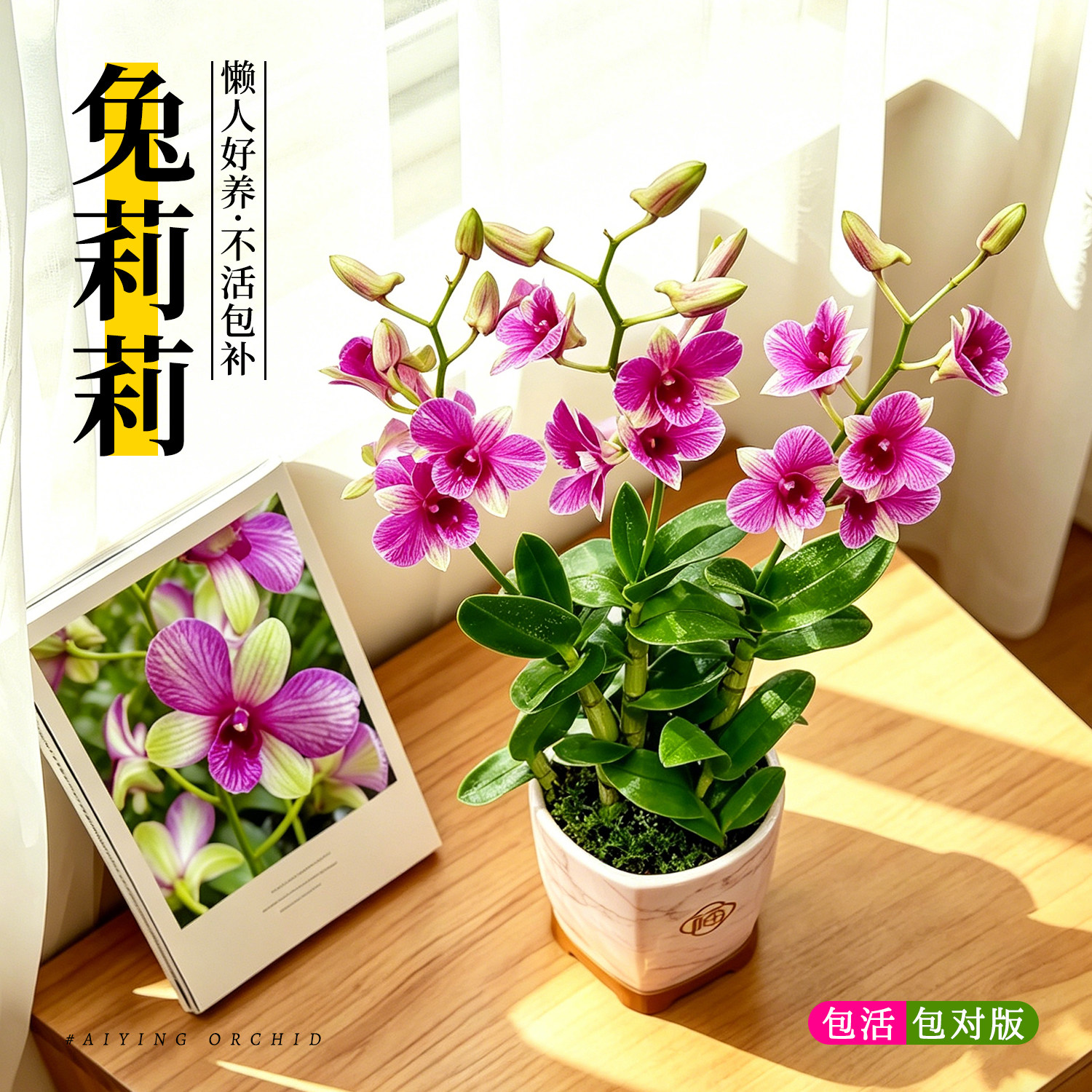 名贵香水石斛兔莉莉好养盆栽四季兰花苗室内客厅花卉绿植蝴蝶兰