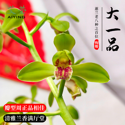 蕙兰老八种大一品兰花苗盆栽浓香