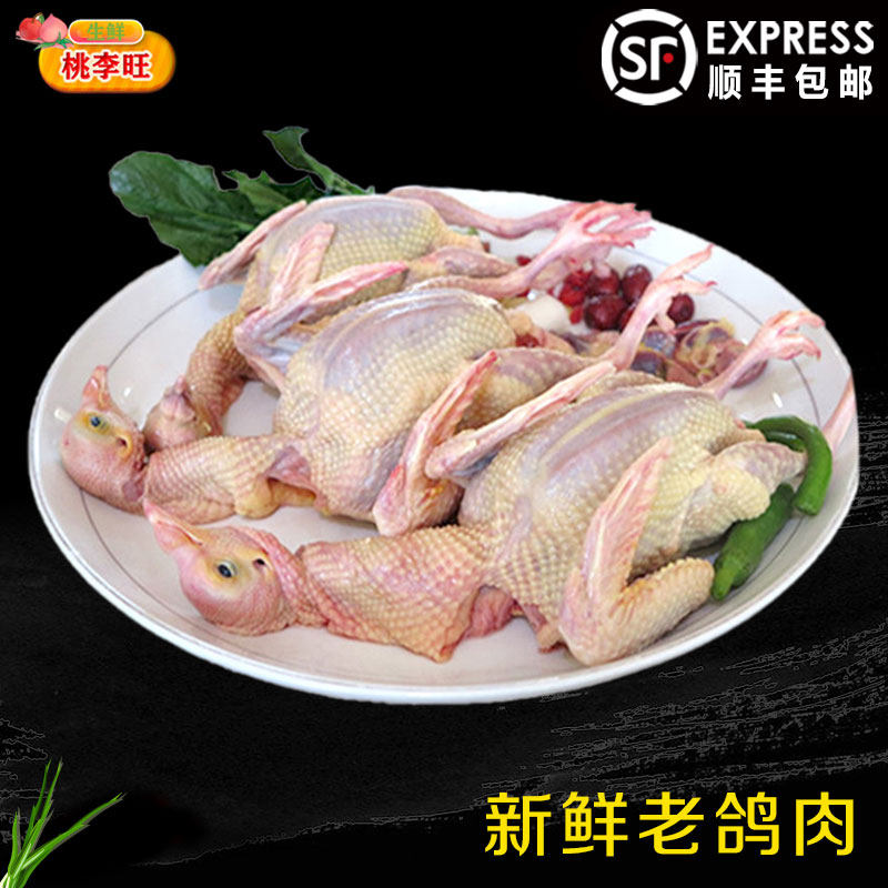 3只装老鸽子新鲜鸽子农家5年乳鸽生鲜烤乳鸽活体现杀鸽子肉汤滋补