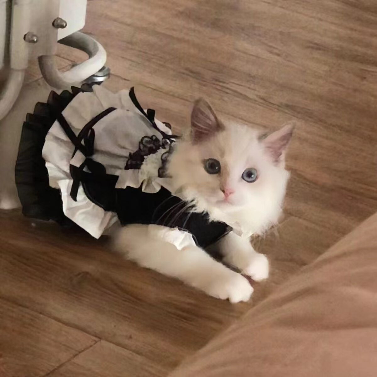 宠物黑色蕾丝公主裙 猫狗通用礼服式服装 婚纱风格狗狗服饰 多尺