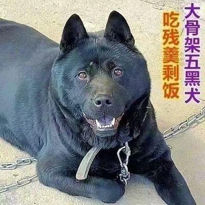 五黑犬幼犬土狗看家狗山狗大型犬大骨架聪明活物纯黑便宜赶山犬狗