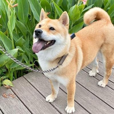 大黄狗幼犬小中华田园犬黄色活物猎犬农村活体纯正看门狗聪明纯种