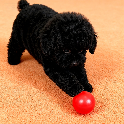 泰迪幼犬家庭犬长不大陪伴幼崽