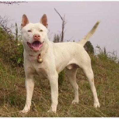 下司犬幼犬剑尾狗崽工作犬虎头便宜活体广西赶山犬护院猛犬山狗狗