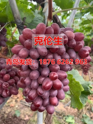 无核晚熟葡萄树苗新品种嫁接葡萄