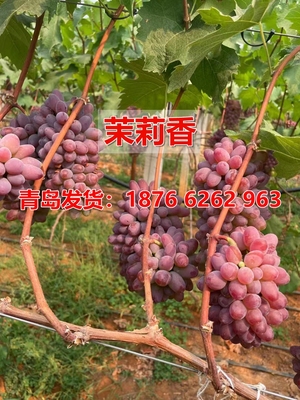 茉莉香葡萄苗嫁接果树苗当年挂果