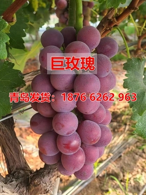 玫瑰香抗病性强庭院果树苗新品种