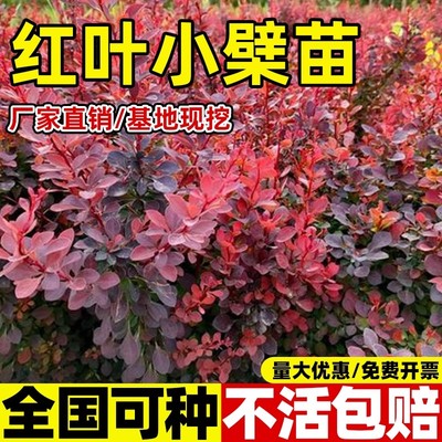 红叶小檗苗别墅庭院绿篱色块植物