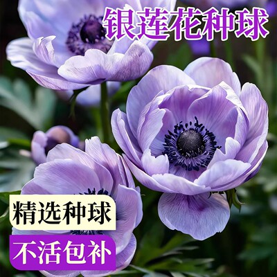银莲花种球四季种植耐寒耐旱阳台