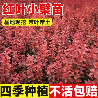 红叶小檗苗行道工程绿化苗木紫叶