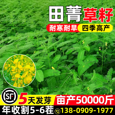 田菁种子碱青涝豆果园绿肥草种子四季牧草籽田青子紫色田箐种籽