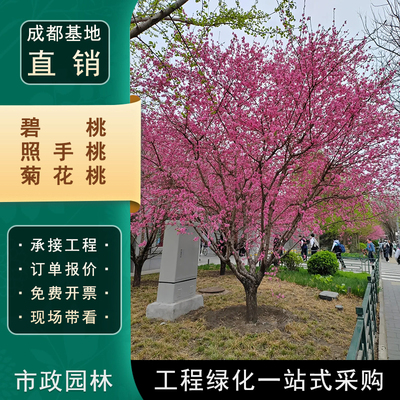 桃花树苗照手桃菊花桃龙柱碧桃紫叶红叶青叶碧桃庭院工程绿化苗木