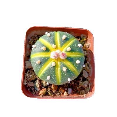 实生黄金兜仙人球西瓜兜开花仙人球兜锦多肉植物阳台易养盆栽花卉