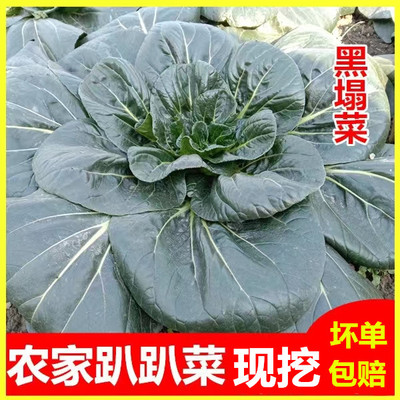 如皋特产黑塌菜乌塌菜趴趴菜