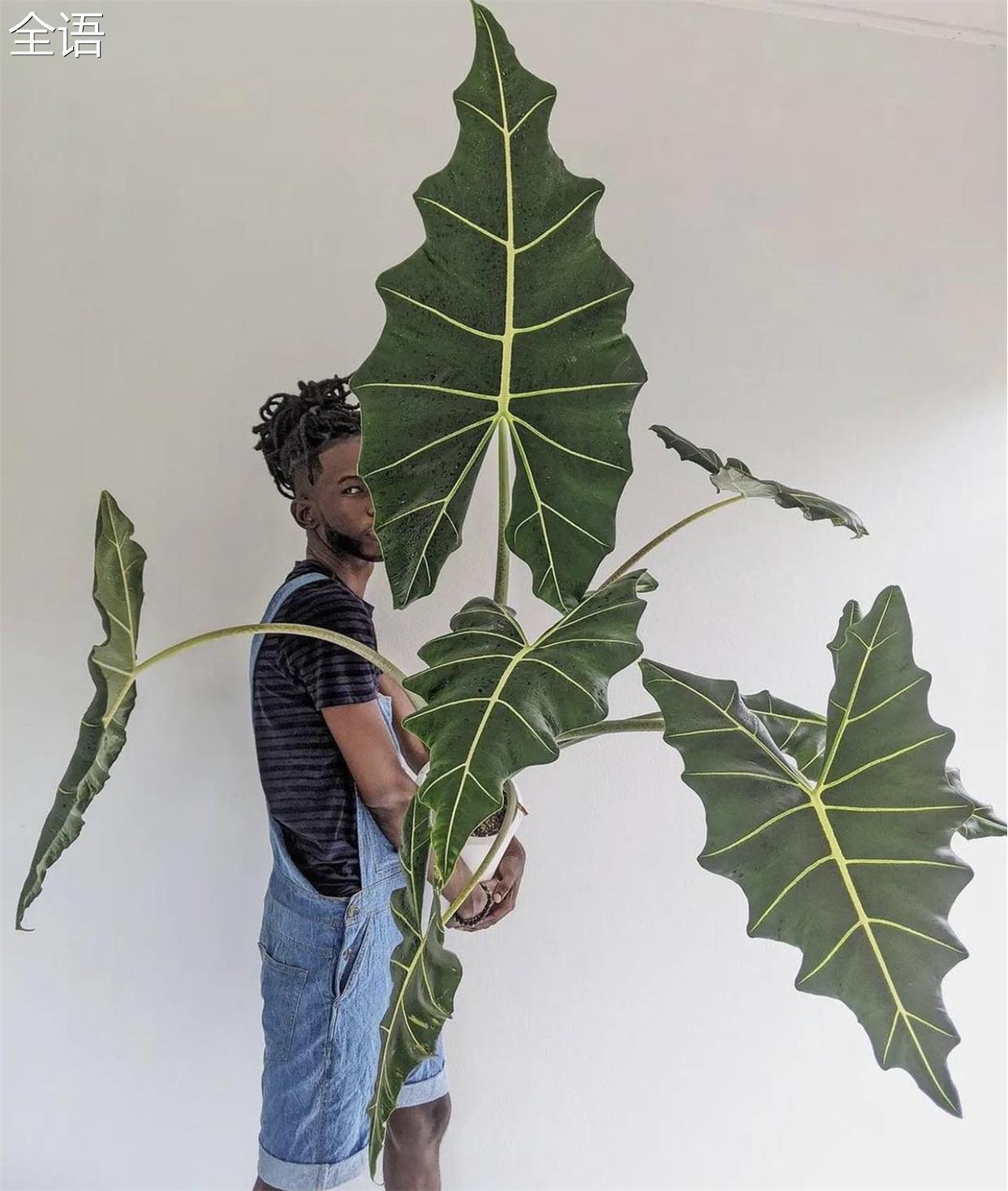 大红色梅花枝老人祝寿生日蛋糕装饰插件爷爷奶奶中国风贺寿摆件_虎窝淘