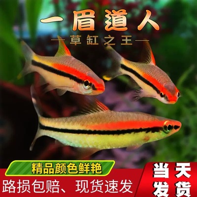 草缸群游鱼一眉道人好养孔雀鱼