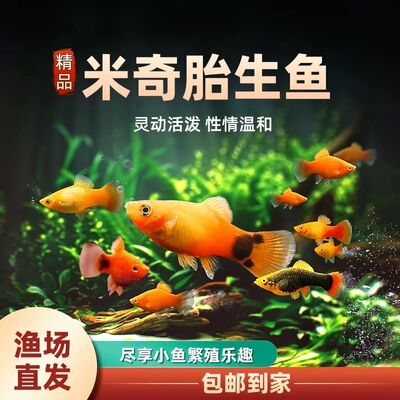玛丽鱼皮球鱼胎生鱼热带观赏鱼
