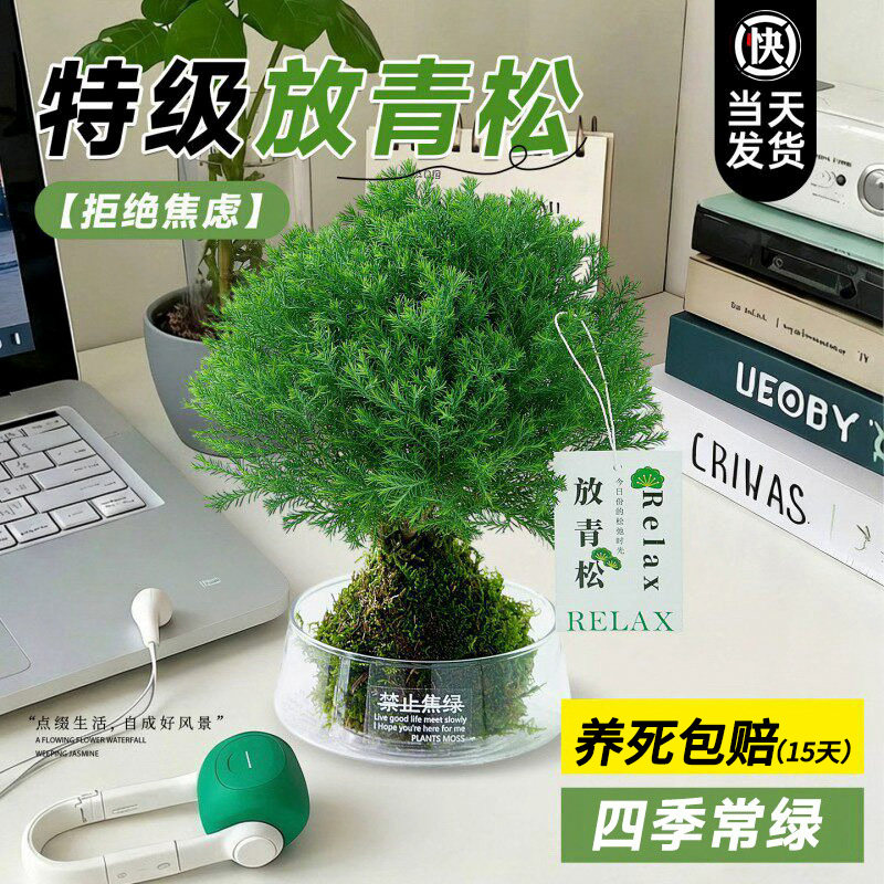 放青松雾凇苔藓球情绪绿植办公室桌面摆件盆栽创意工位放轻松植物