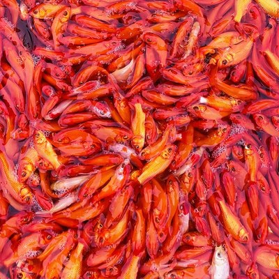 按斤称草金鱼活体小红草小金鱼观赏鱼冷水鱼锦鲤鱼红龙活体饲料a9