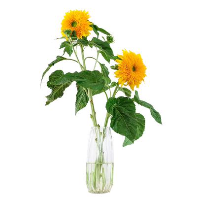 现采现发新鲜又实惠送人刚刚好