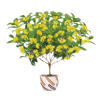 八月桂花树苗四季桂室内阳台盆栽