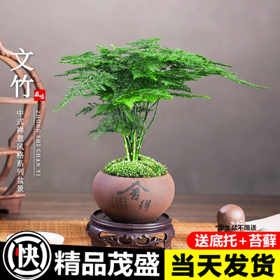 文竹盆栽植物室内花卉盆景客厅