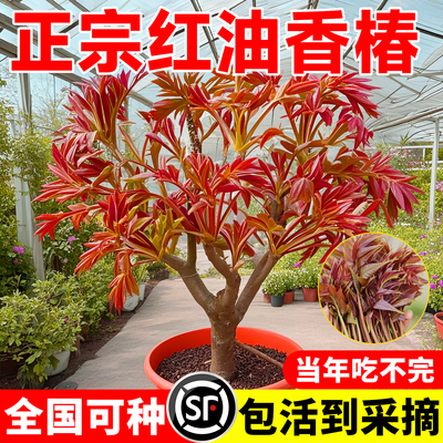 红油香椿树苖正宗食用香春树苗