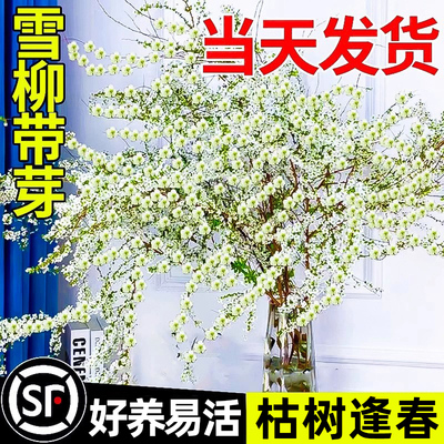 雪柳鲜枝干枝支盆栽喷雪插花卉水