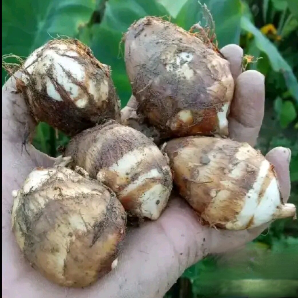 【满5斤包邮】新鲜毛芋子非芋头现挖现发 软糯小香芋口感好易煮熟