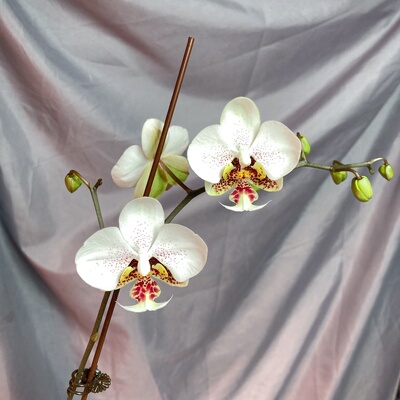 大仙兰园佛山店 A118 黄史交菲律宾交TKB 2.5寸开花株