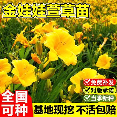 金娃娃萱草苗大花萱草忘忧草耐寒植物地被植物绿化工程苗庭院种植