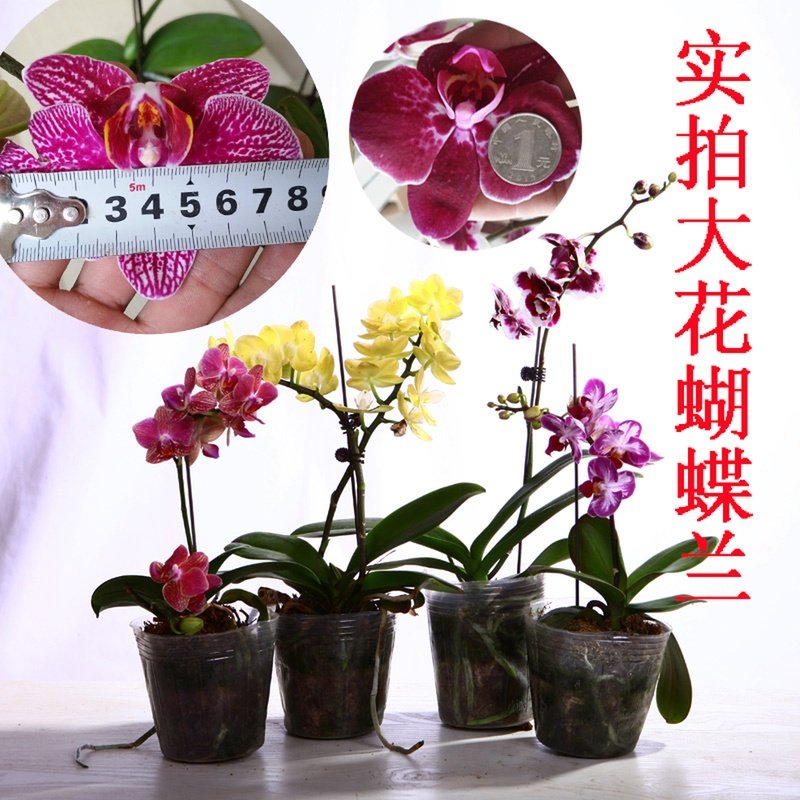 蝴蝶兰盆栽花苗办公室内阳台客厅花卉绿植物大花蝴蝶兰苗四季易养