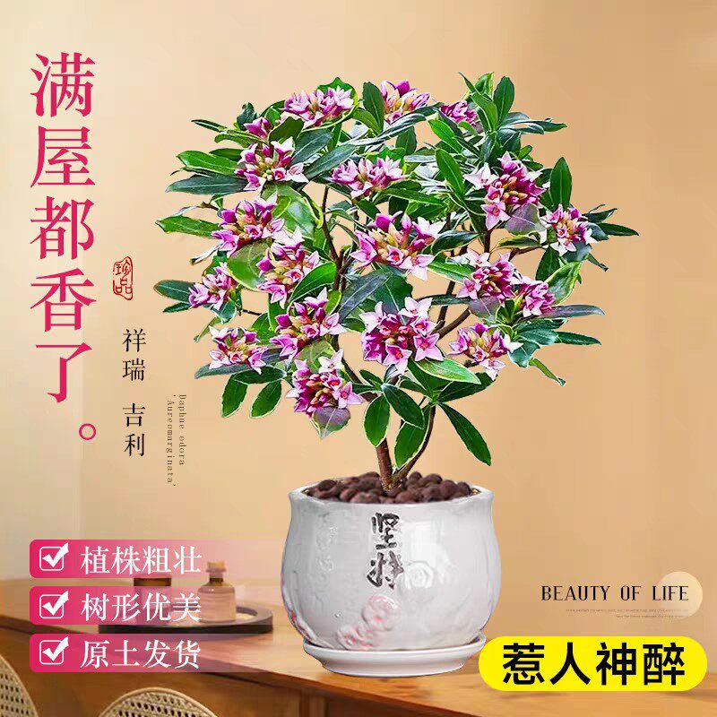 米兰金边瑞香盆栽办公室内花卉绿植物花苗杜鹃盆景客厅四季好养