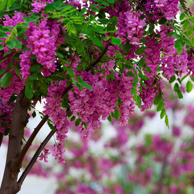 洋槐树苗香花槐刺槐花苗庭院植物