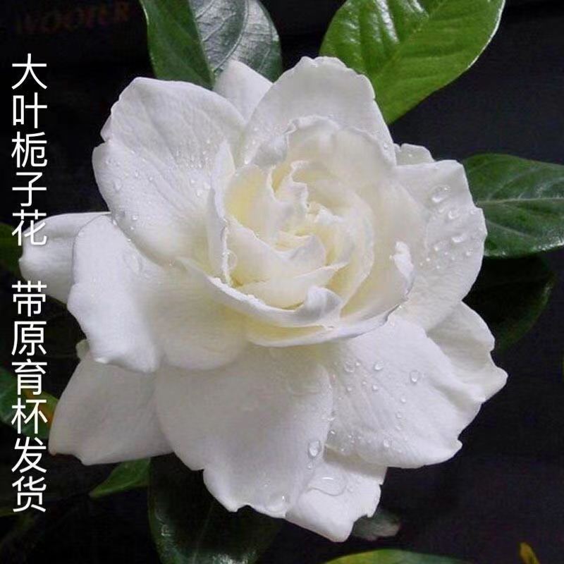 大叶栀子花盆栽重瓣牡丹栀子花花苗四季开花阳台庭院种植好养易活