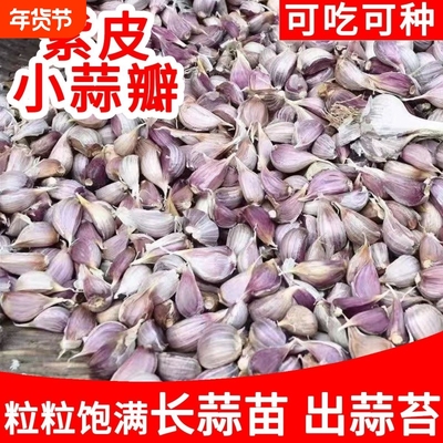 25年紫皮蒜瓣寒蒜川蒜蒜苗蒜苔独头蒜二水早红根香蒜硬叶大蒜种植